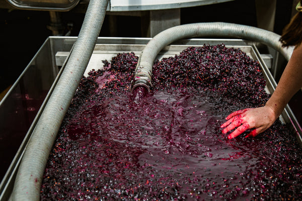 How Wine Is Made – Witches Falls Winery